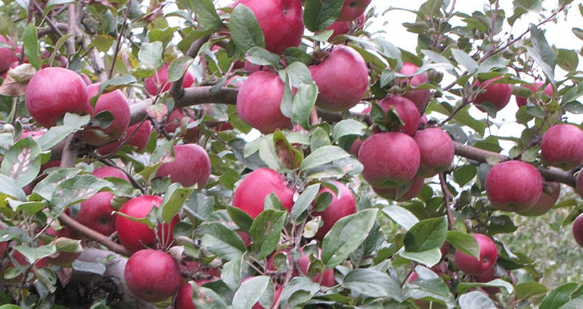 Apple Trees
